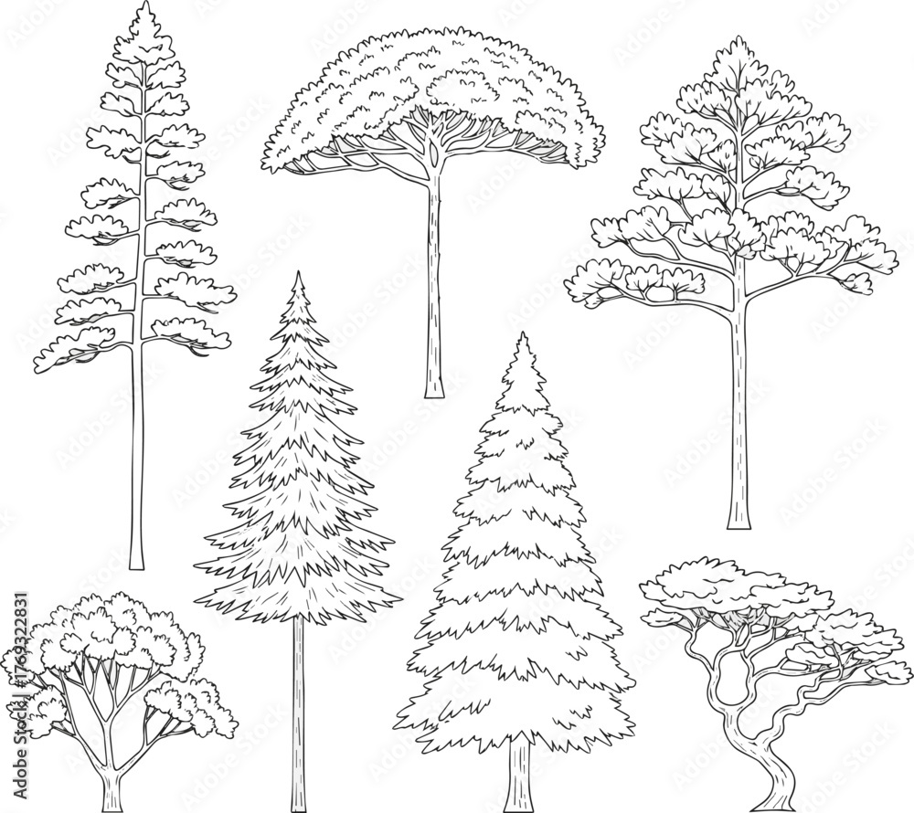 Image vectorielle Stock Isolated a kinds of deferent Pine. Minimal ...