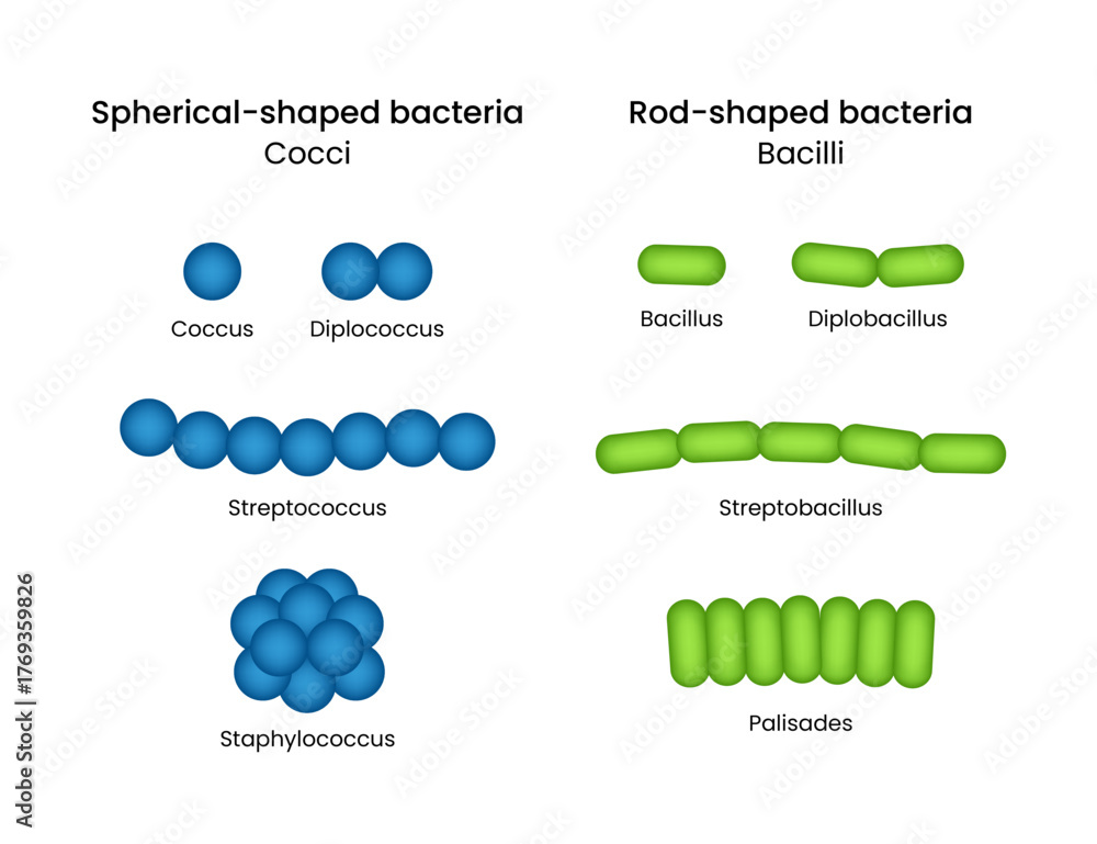 Bacterial Shapes and Arrangements Cocci and Bacilli Morphology Stock ...