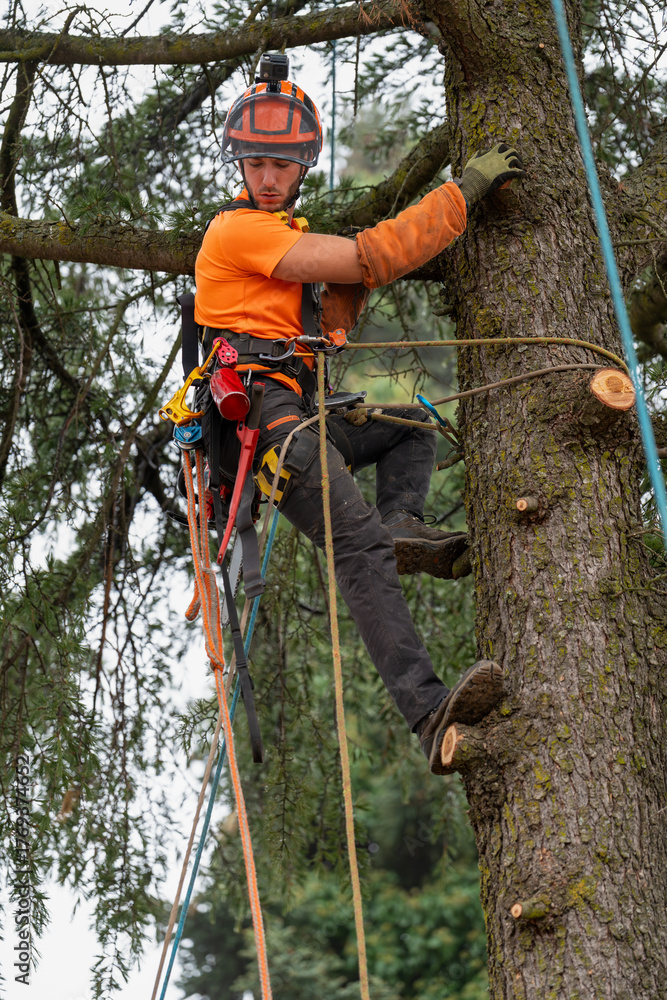 Arborist working at height, pruning a tree for maintenance, using ...