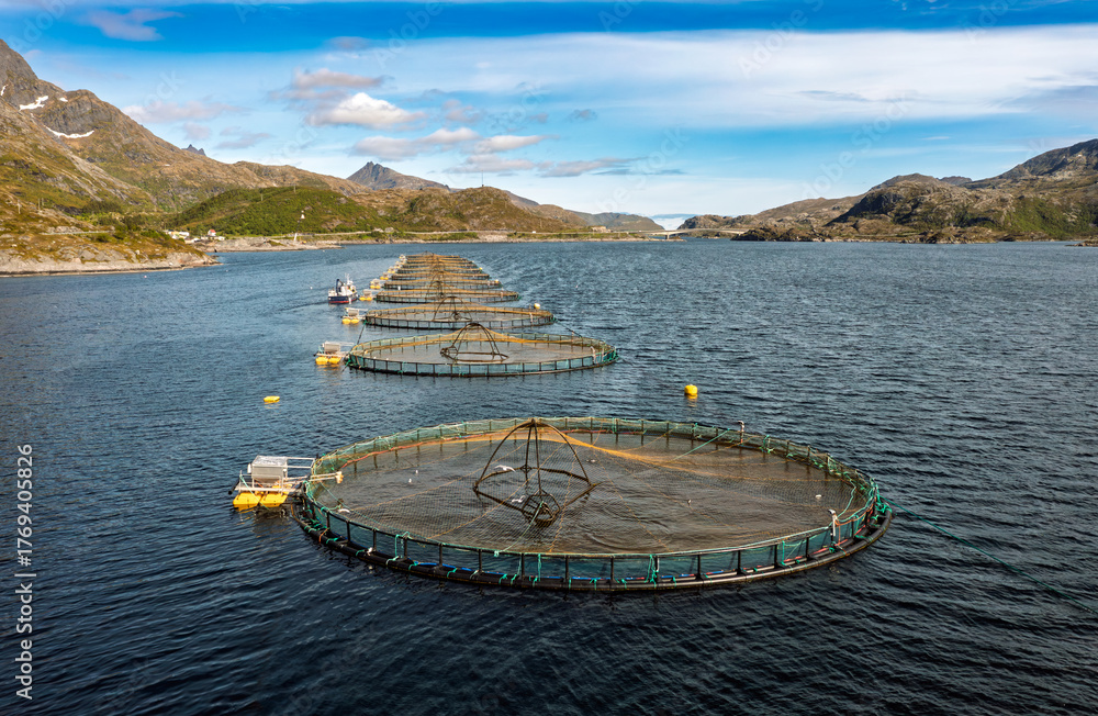 Farm salmon fishing in Norway. Norway is the biggest producer of farmed ...