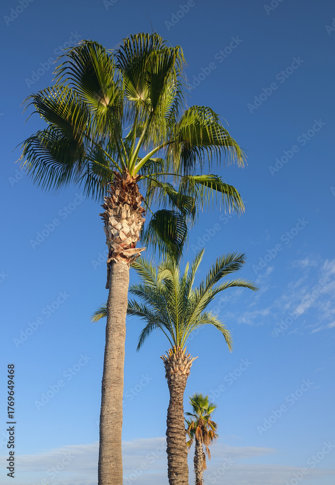 Three tall palm trees in perspective against a blue sky, low angle ...