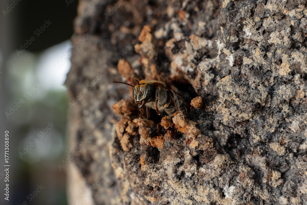 Fotografie Macro photograph of the stingless bee Melipona eburnia, a ...