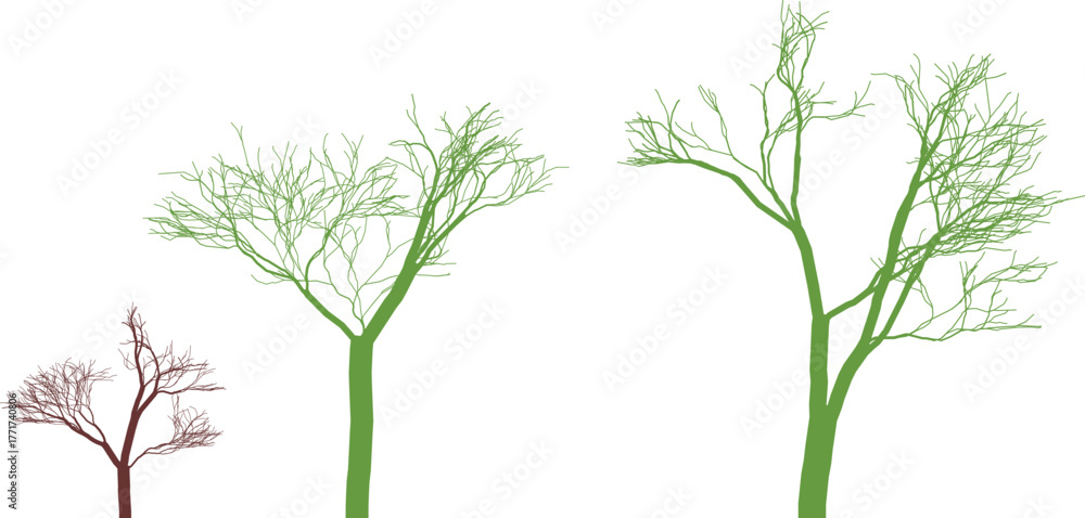 Three trees showing growth stages from sapling to maturity mature ...