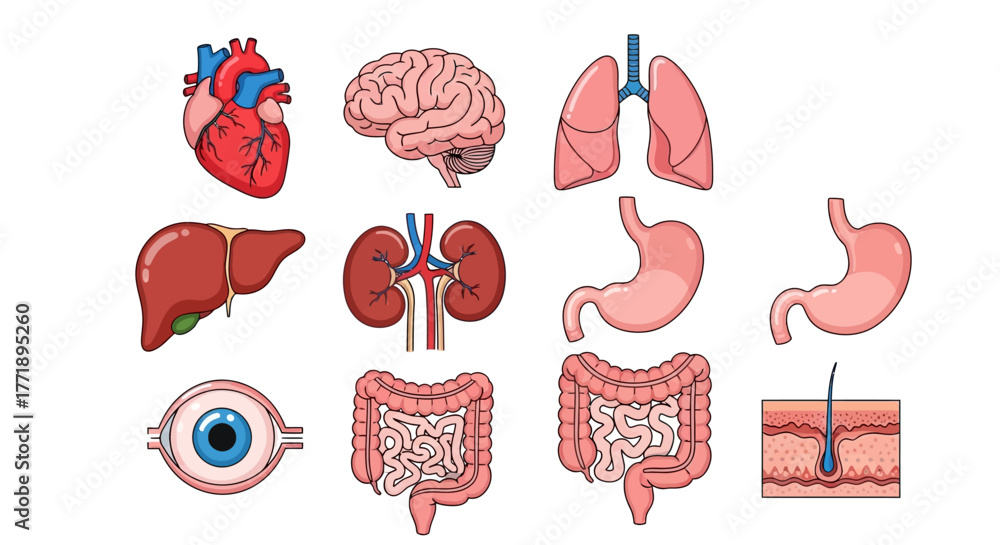 Cartoon Illustration of Human Internal Organs: Heart, Brain, Lungs ...