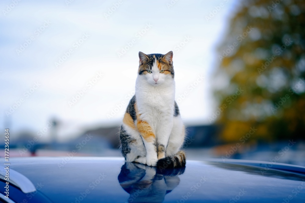 Cute calico cat sitting on a car roof and relaxing. の Stock フォト | Adobe ...