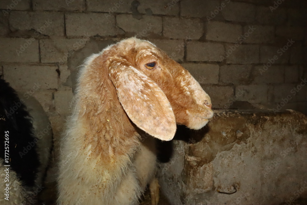 Sheep infected with mange, showing lesions on ear, muzzle, and eye area ...