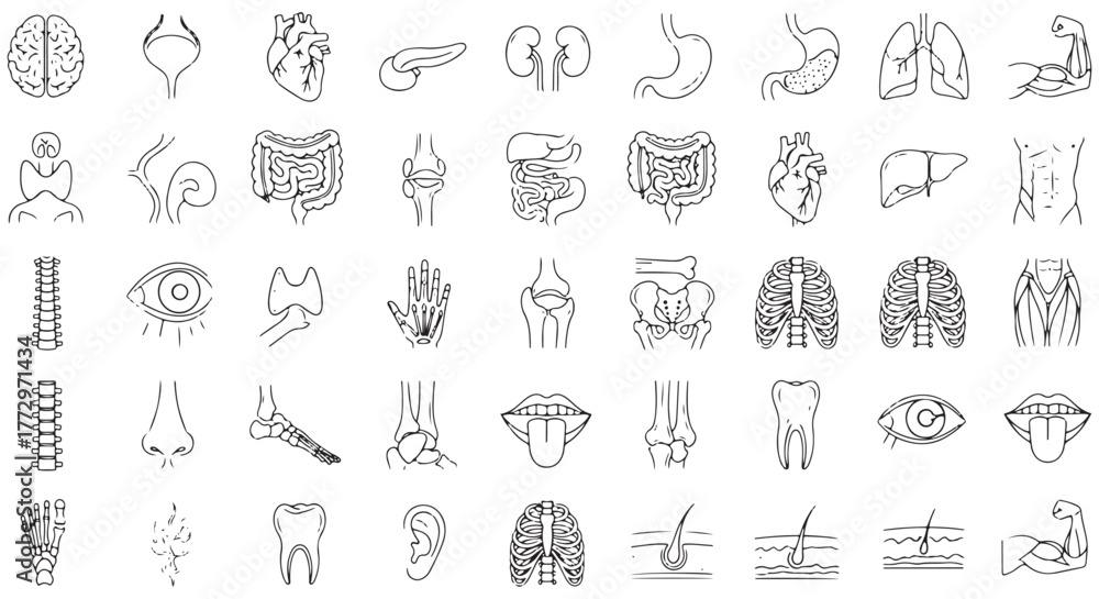 Medical organs line icon set. Vector pictograms of anatomy, body parts ...