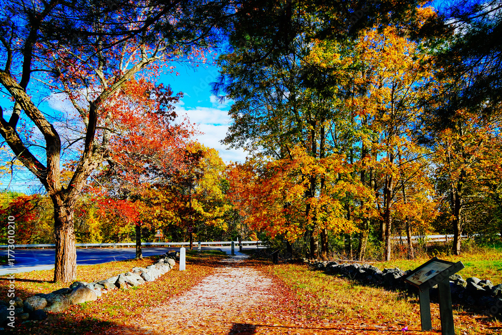Lexington, Massachusetts, USA: 10 25 2025: The fall foliage red leaf ...