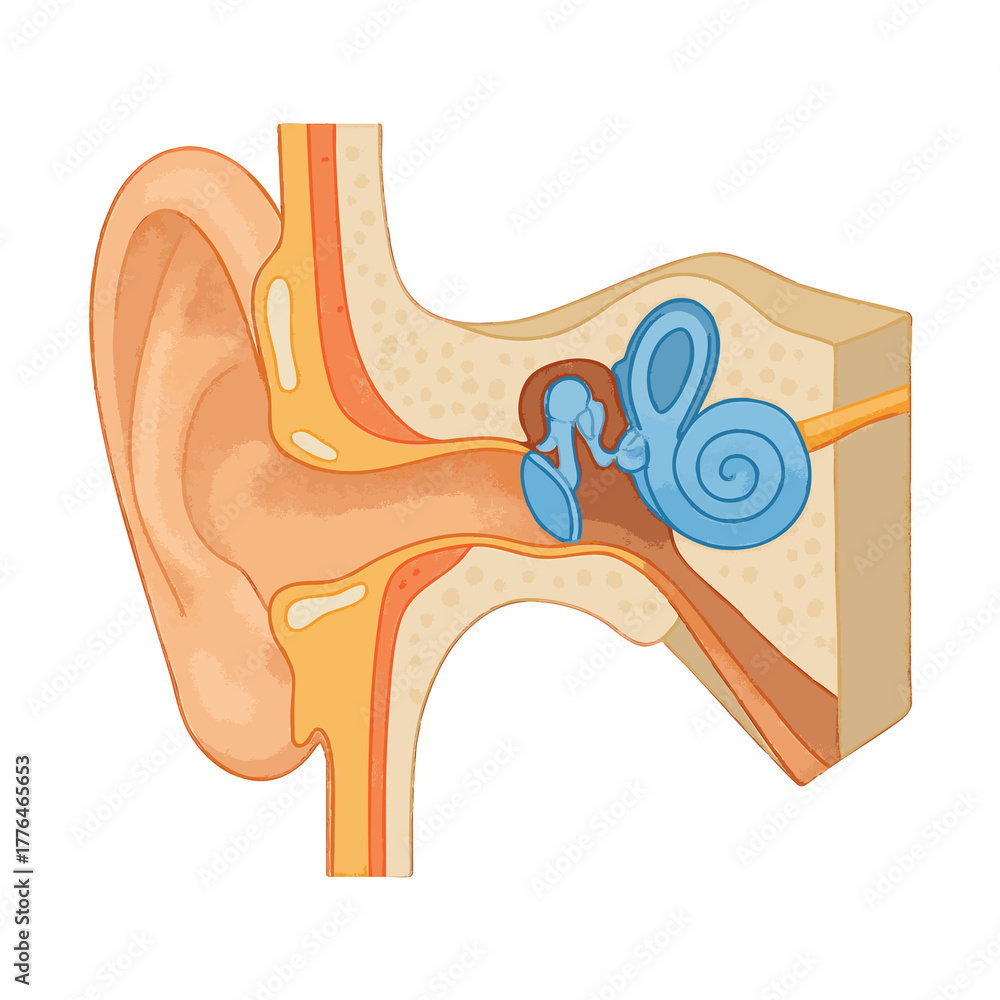 anatomy of the human ear, highlighting outer, middle, and inner ear ...