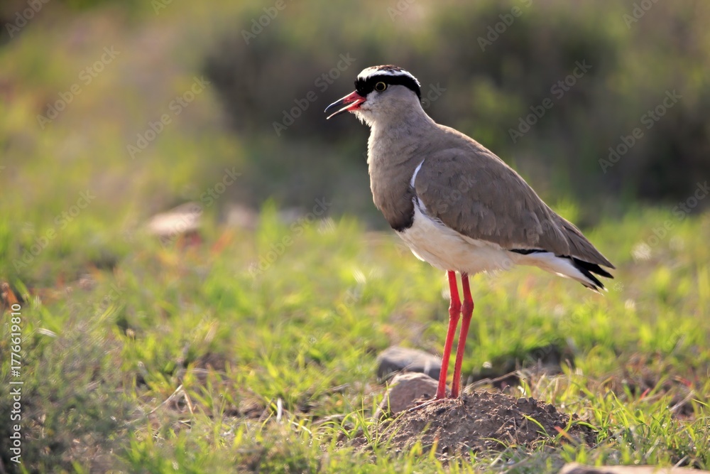 Crowned Lapwing (Vanellus coronatus) adult, alert, calling, Mountain ...