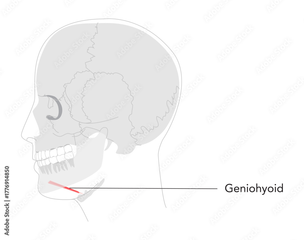 Geniohyoid - Muscle depicted in labeled diagram connecting mandible to ...