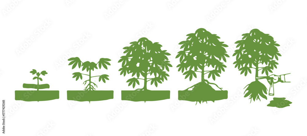 Image vectorielle Stock The growth stages of the cassava plant are ...