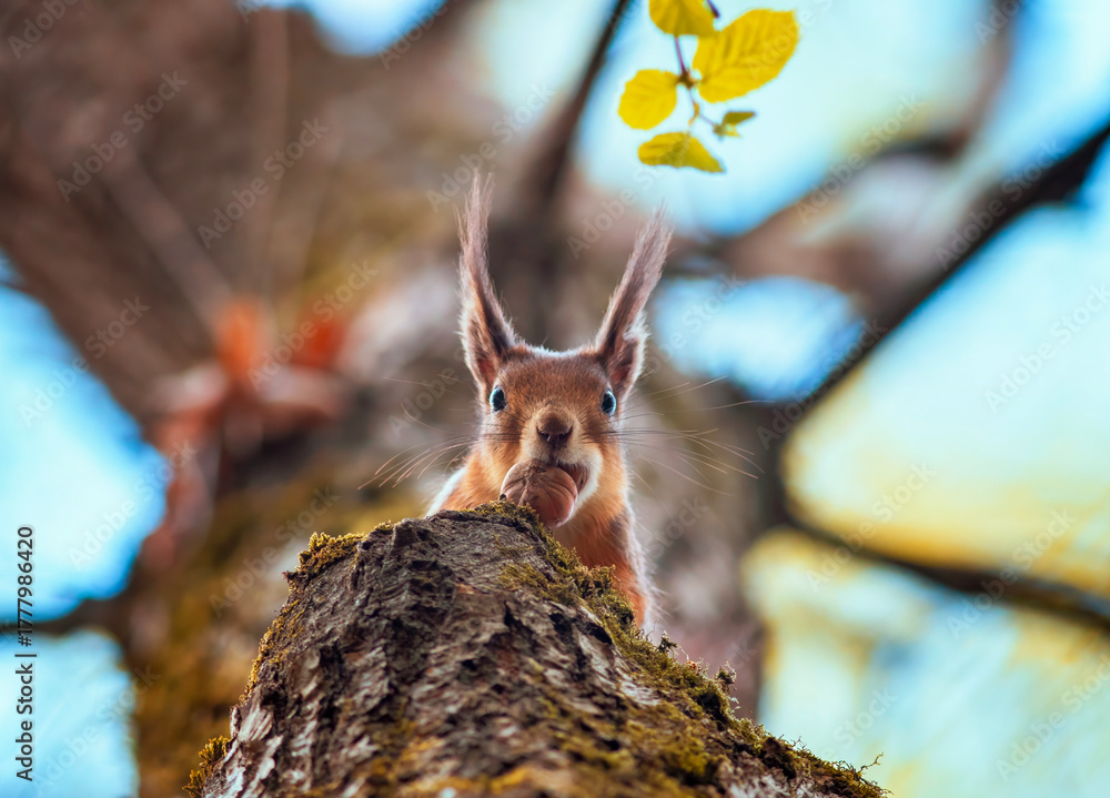 View from below of a furry red squirrel sitting on the branches of a ...