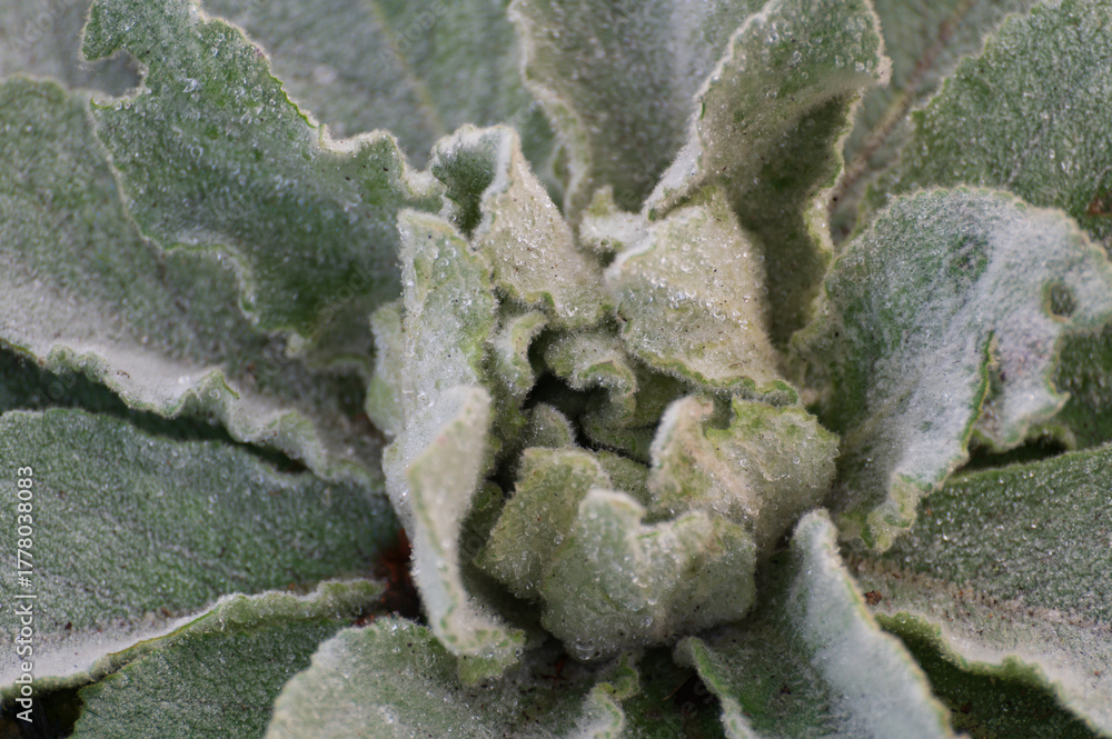 Mullein is a biennial plant known for its soft, fuzzy leaves has a long ...