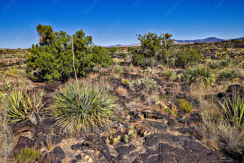 Valley of Fires lava field is considered one of the youngest lava flows ...
