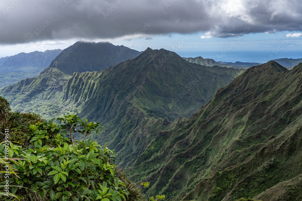 Polyscias oahuensis is a species of tree in the ivy family, 'ohe mauka ...