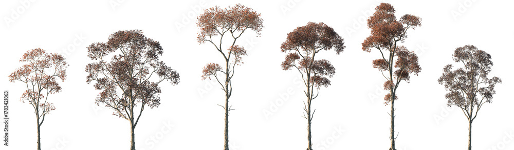Set of autumn Triadica sebifera (also known as the Chinese tallow tree ...