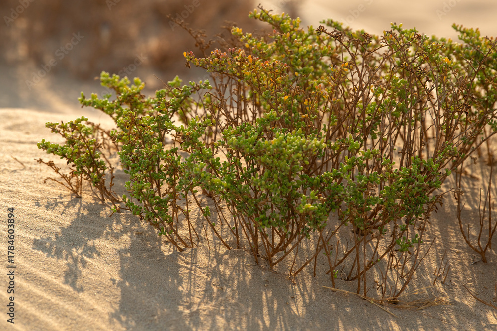 Doha, Qatar - October 30, 2025: Close-up of green desert plants growing ...