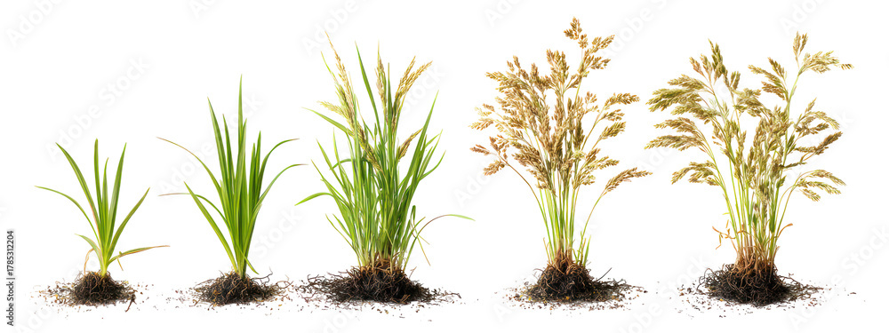 Growth stages of rice plants isolated on transparent background Stock ...