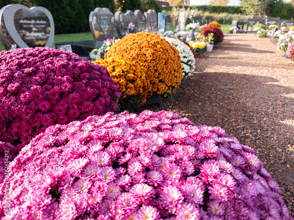 Colorful chrysanthemums flowers on graveyard in front of a tombstone ...