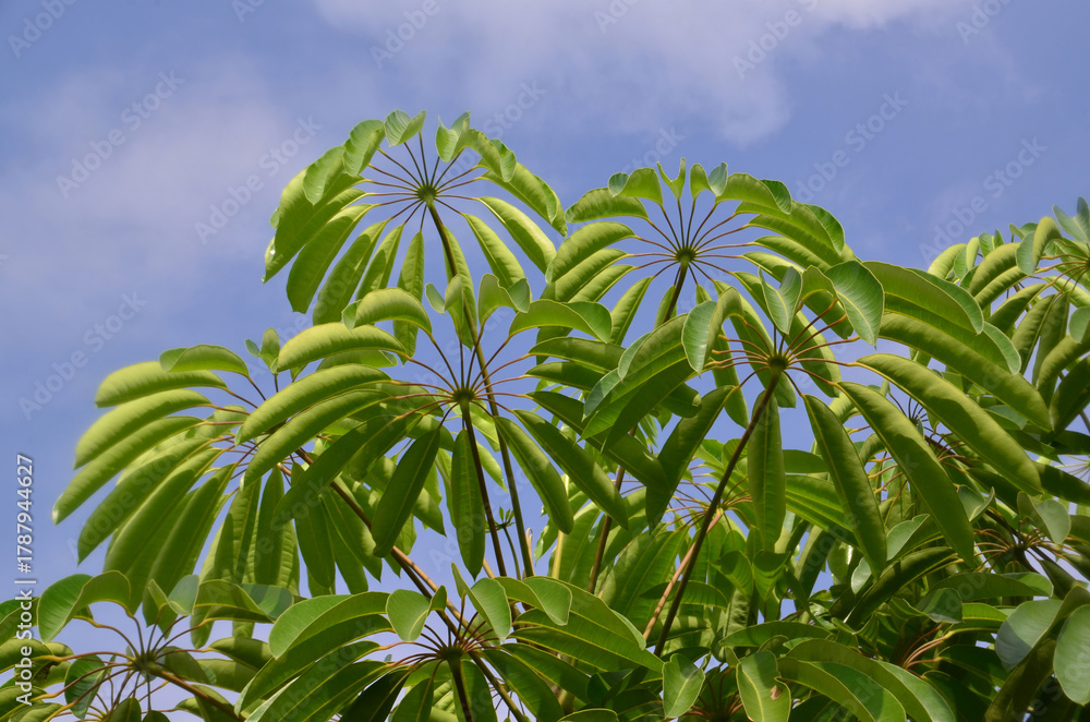 Heptapleurum Actinophyllum Crown displays the distinctive palmate ...