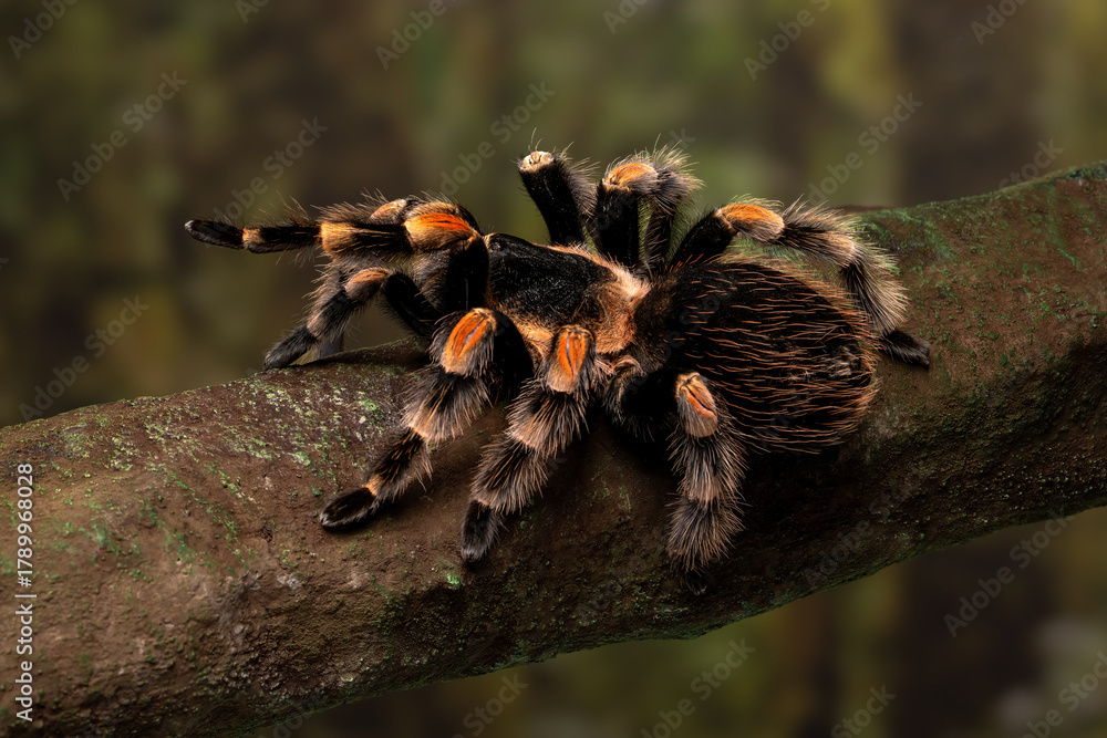 Brachypelma hamorii (formerly B. smithi) also known as the Mexican Red ...