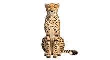 Cheetah Sitting And Watching Free Stock Photo - Public Domain Pictures