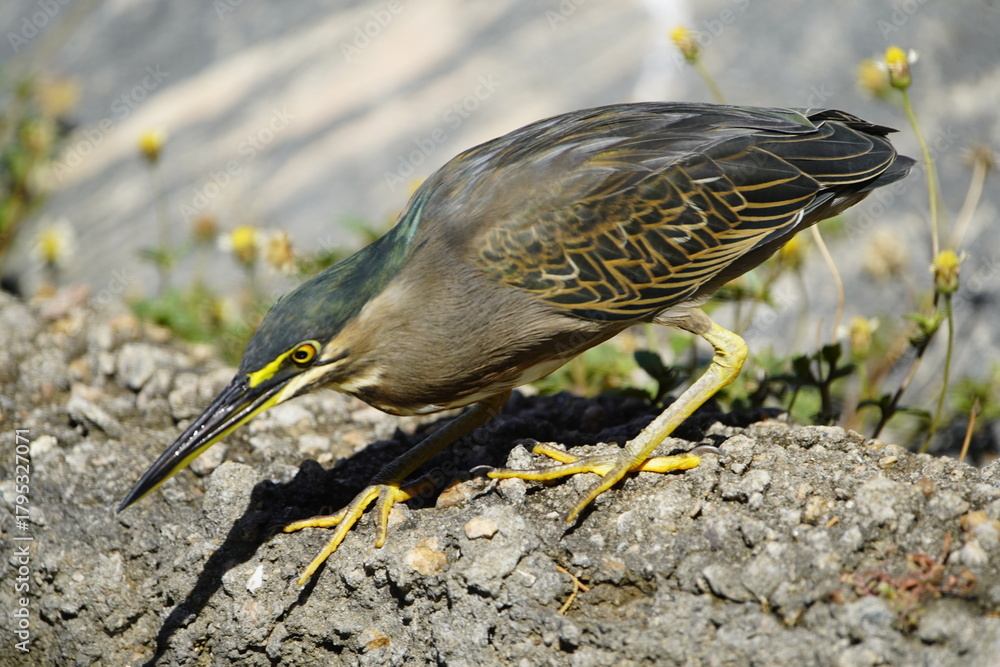 Sensational photos of a mangrove heron fishing. (Butorides striata ...