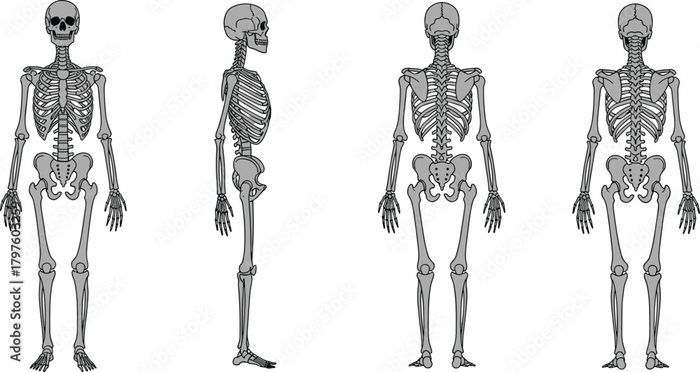 Detailed human skeleton illustration showing multiple anatomical views ...