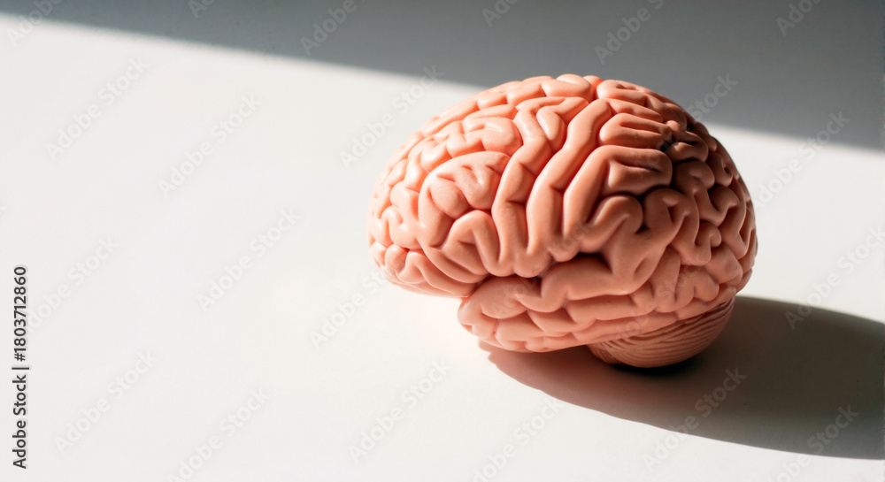Realistic anatomical model of the brain (isolated) - an educational ...