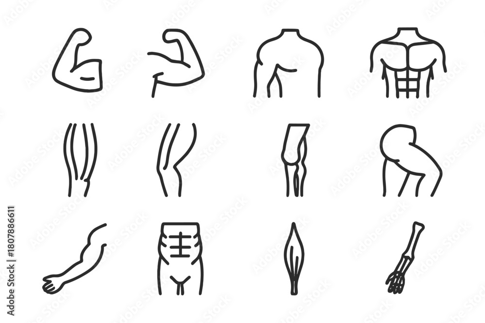 Vector de Stock Fitness Anatomy Icons. Fitness anatomy. Line icon set ...