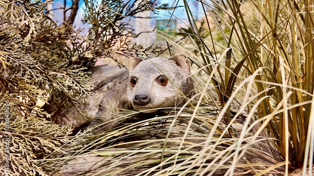 banded mongoose statues displayed inside the Sheikh Zayed Desert ...