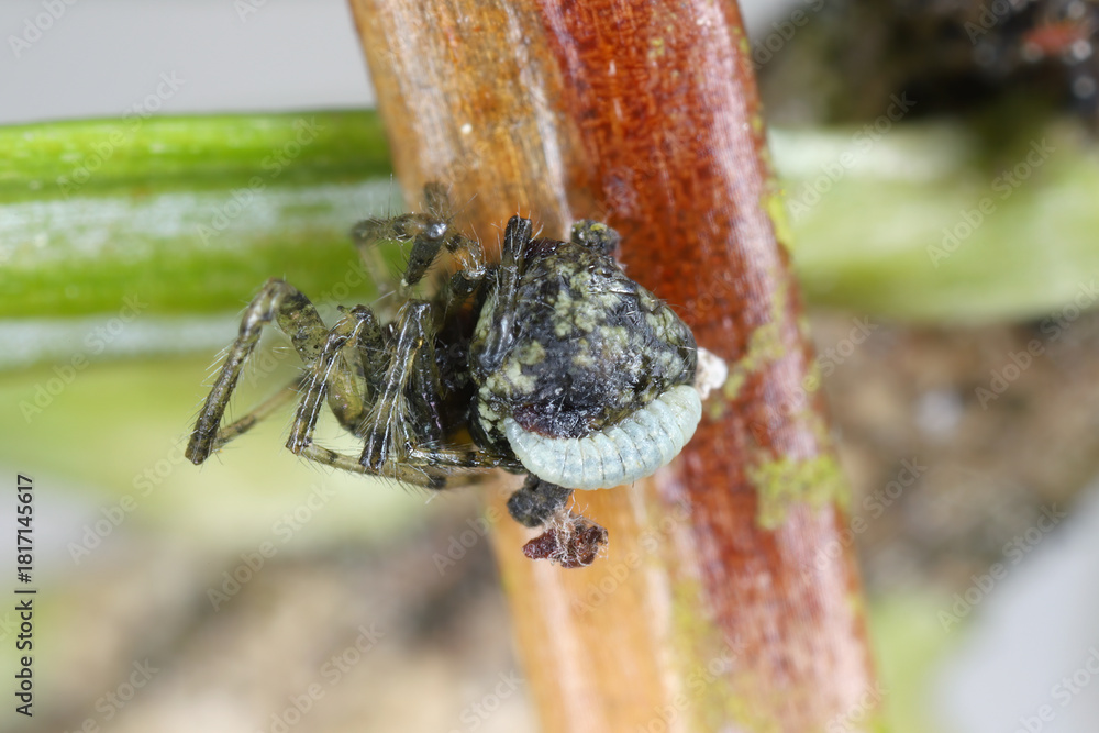 Larva of ichneumon wasps in the family Ichneumonidae on spider. Wasp ...