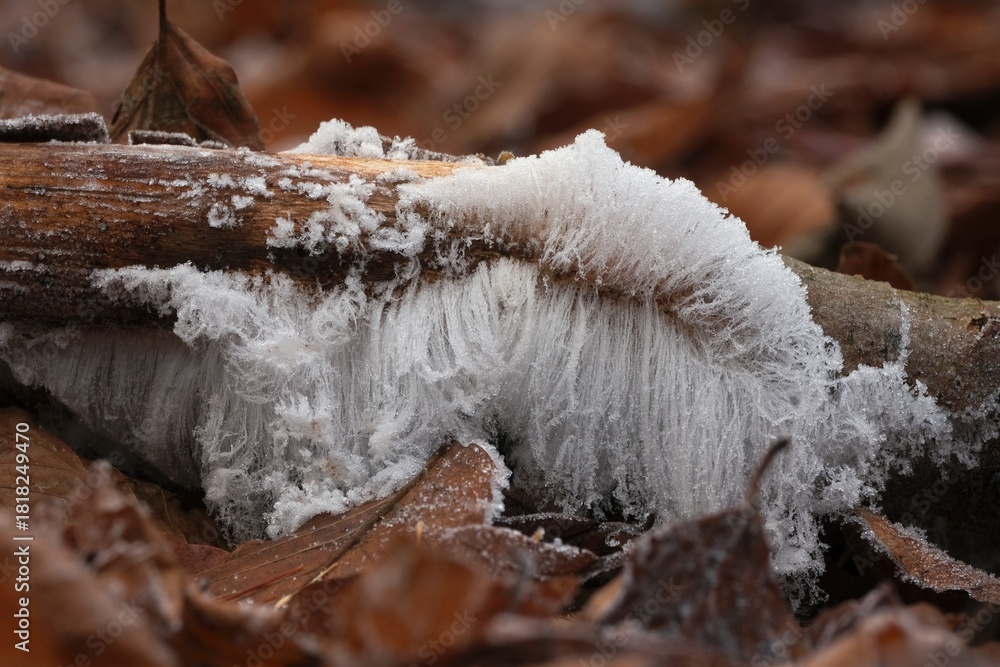 An unusual natural phenomenon - mysterious hair ice on wood looks like ...