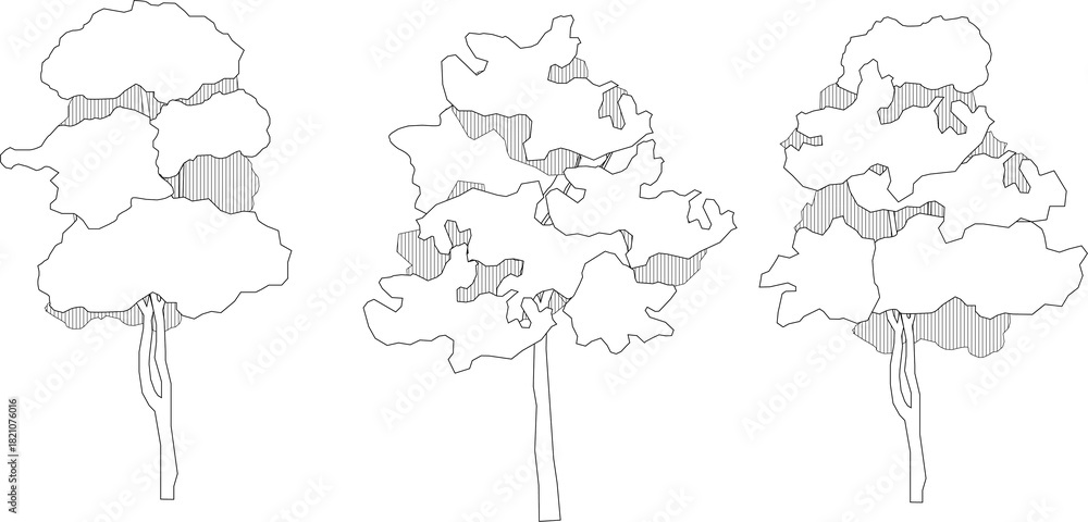 Trees in elevation view for use in architectural drawings - Isolated on ...