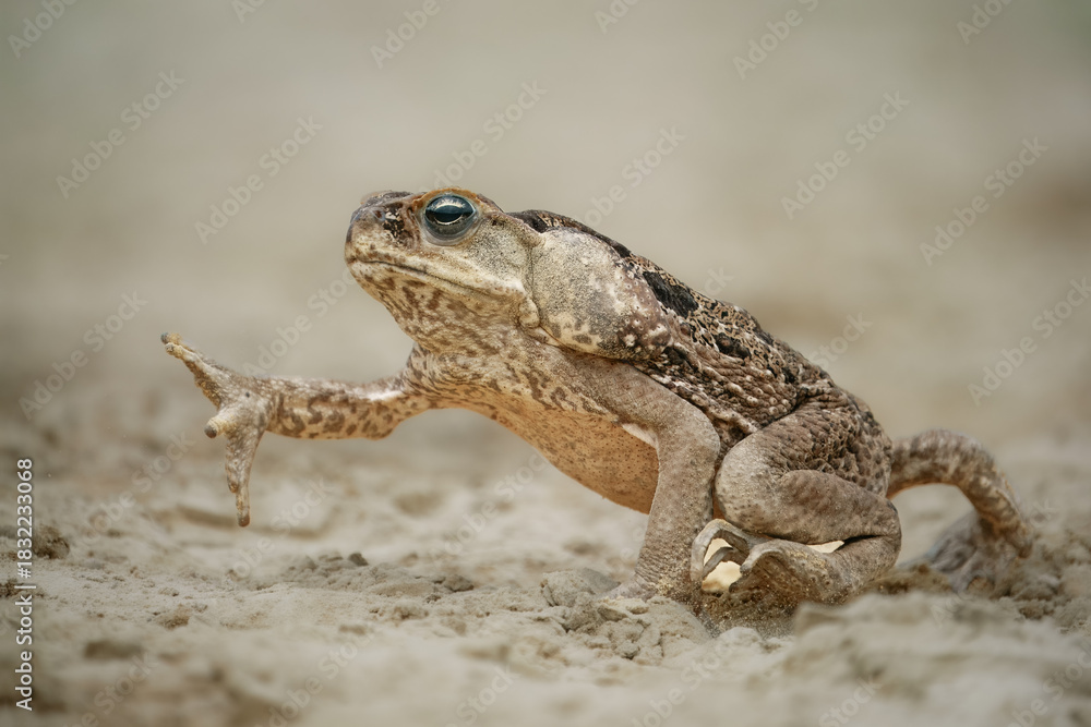 The cane toad (Rhinella marina), also known as the giant neotropical ...