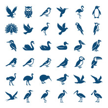 Animals Duck Penguin Ostrich Png Free Stock Photo - Public Domain Pictures