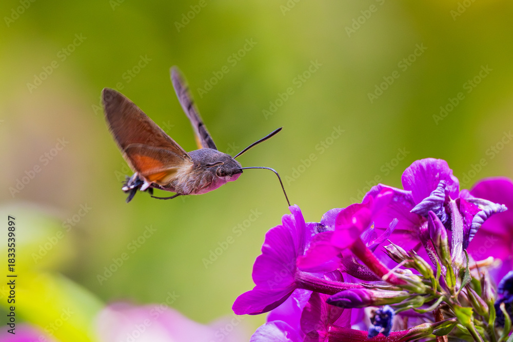 Hummingbird Hawk-Moth (Macroglossum stellatarum) with long proboscis ...