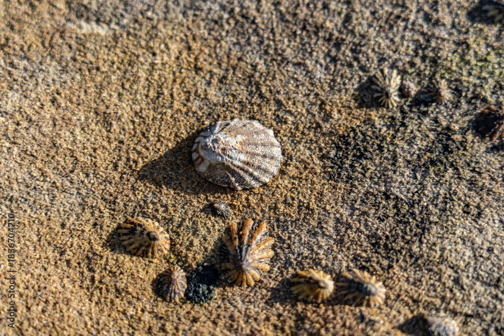 Lottia gigantea, owl limpet, sea snail, a true limpet, a marine ...