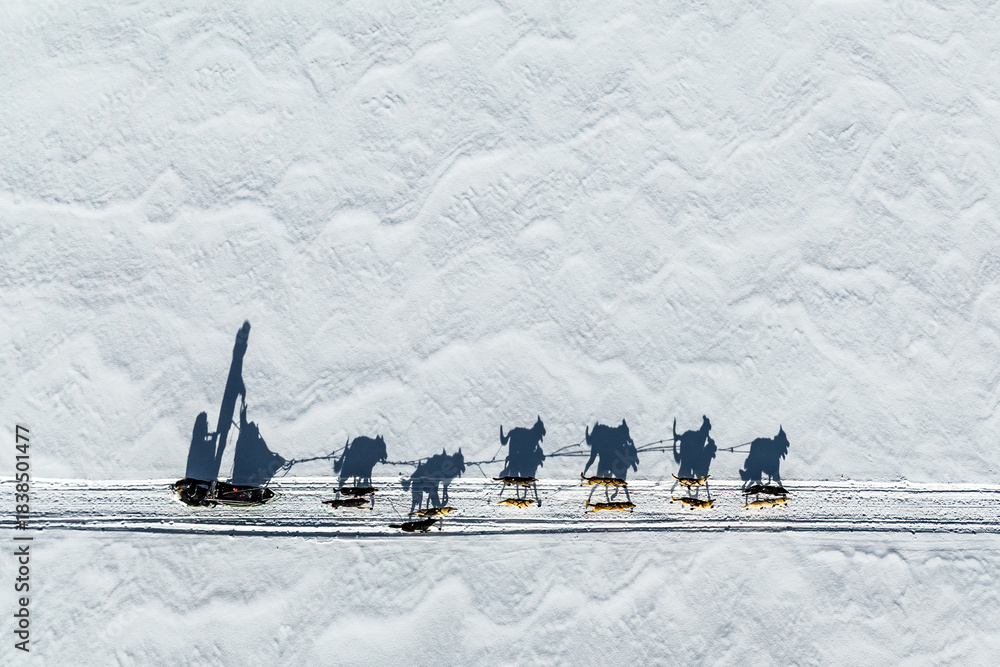 For the love of the dogs - Michelle Phillips from above 스톡 사진 | Adobe Stock