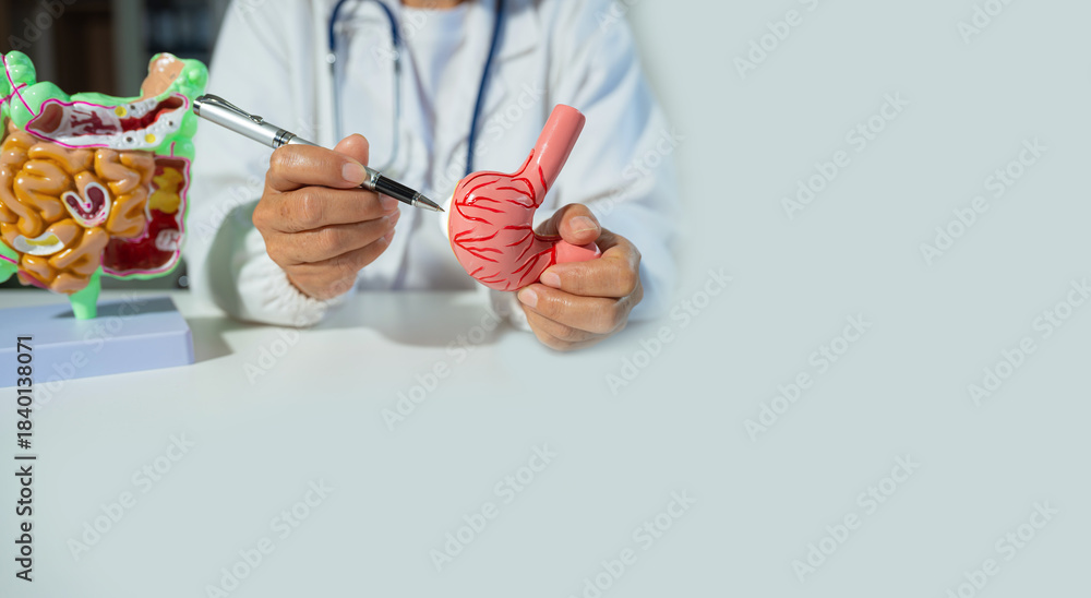 doctor shows a model of how the intestines system works, doctors ...