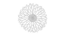 Gerbera Flower Illustration Free Stock Photo - Public Domain Pictures