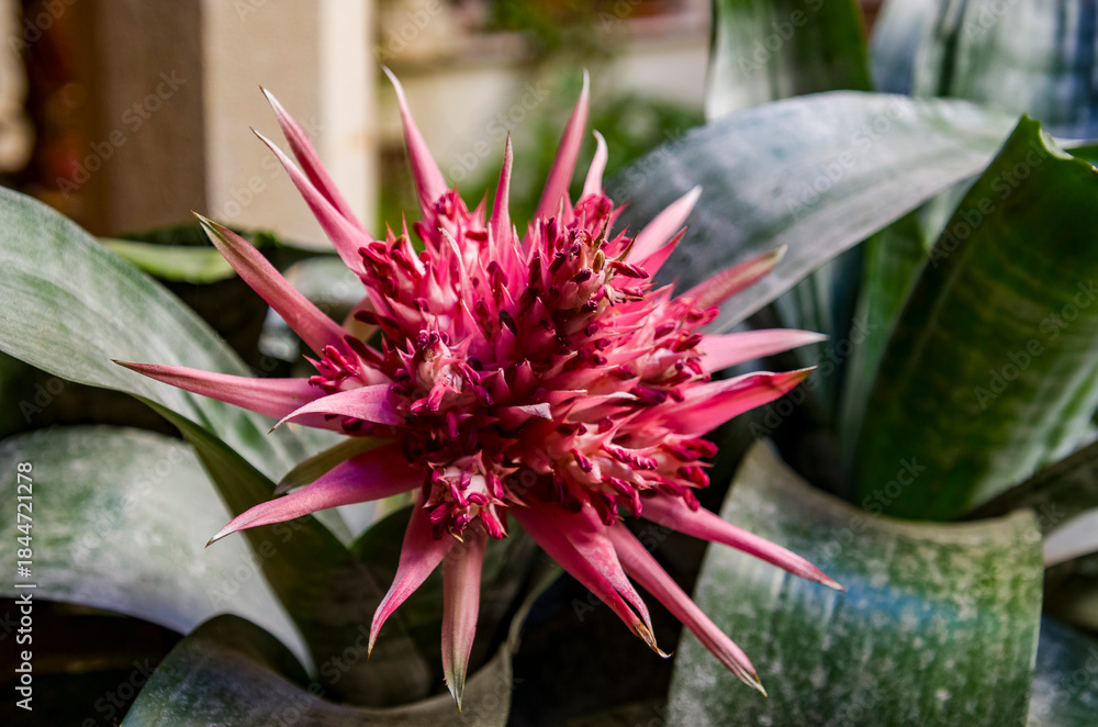 La piñuela o vaso de plata (Aechmea fasciata) es una especie botánica ...