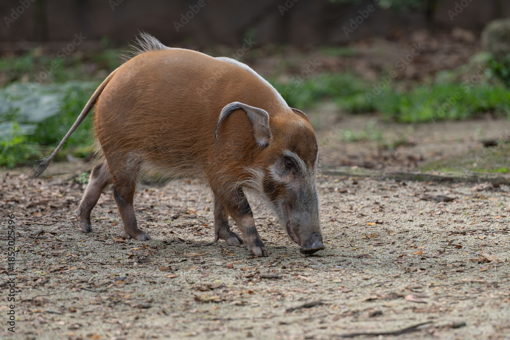 Wild red river hog captured while foraging on soil, realistic mammal ...
