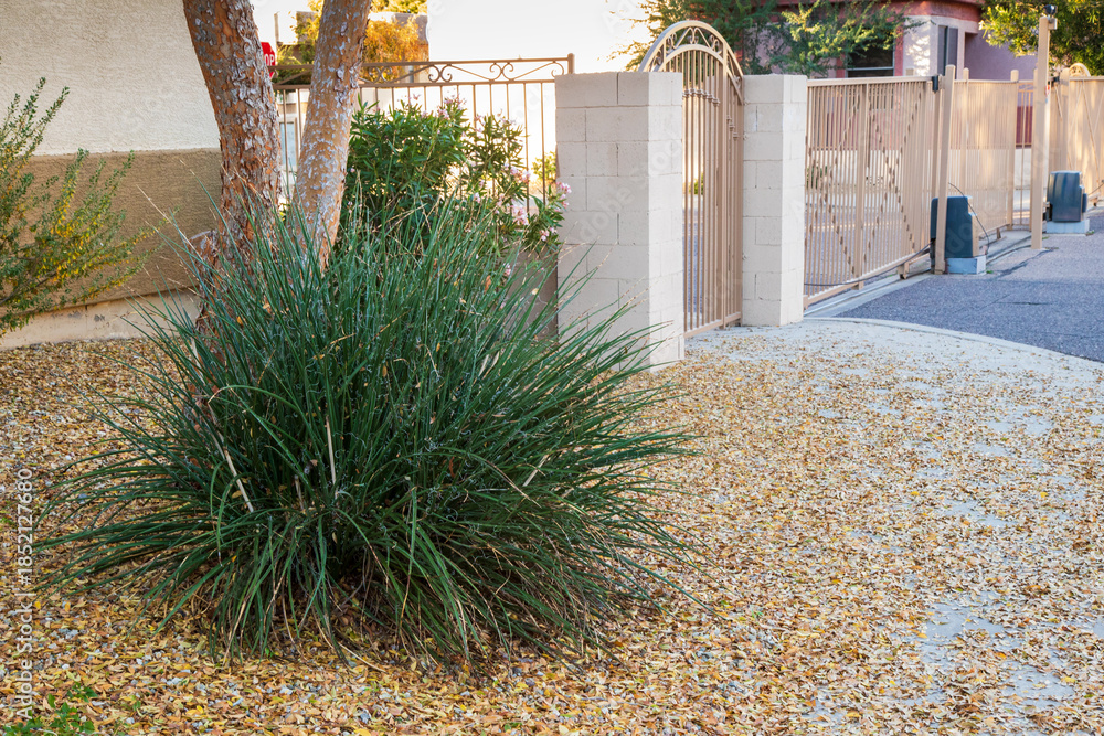 Deep green clump of Hesperaloe Parviflora, commonly known as red yucca ...