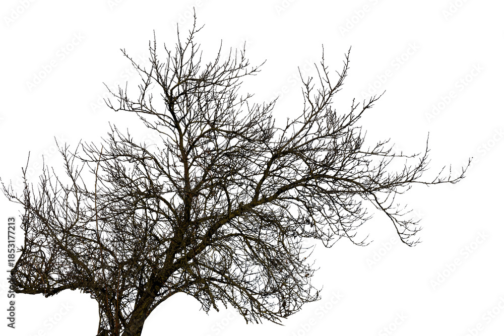 Dry tree, ecology, tree without leaves, gothic style, horror style PNG ...