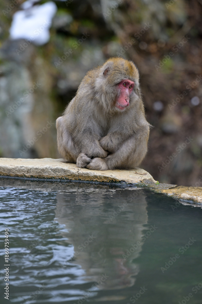 Foto de Stock Japanese Snow Monkeys in Jigokudani Winter, Nagano' Japan ...