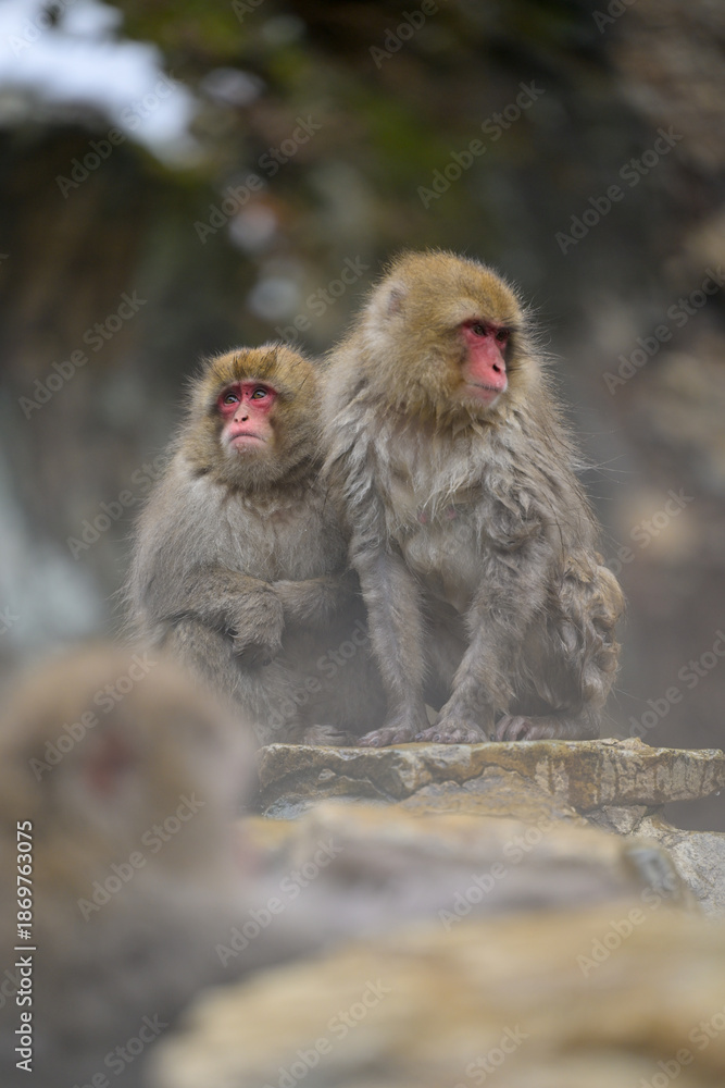 Japanese Snow Monkeys in Jigokudani Winter, Nagano Stock Photo | Adobe ...