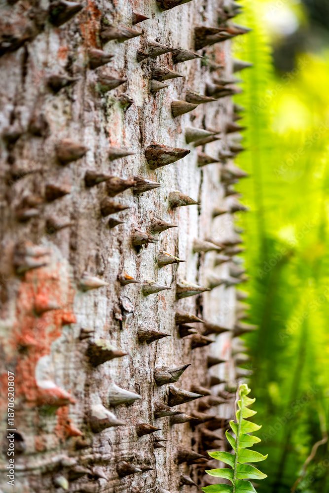 Trunk of a young kapok tree (Ceiba pentandra) densely covered with ...