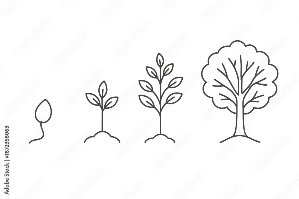 Growth stages of a tree from seed to mature tree showing each important ...
